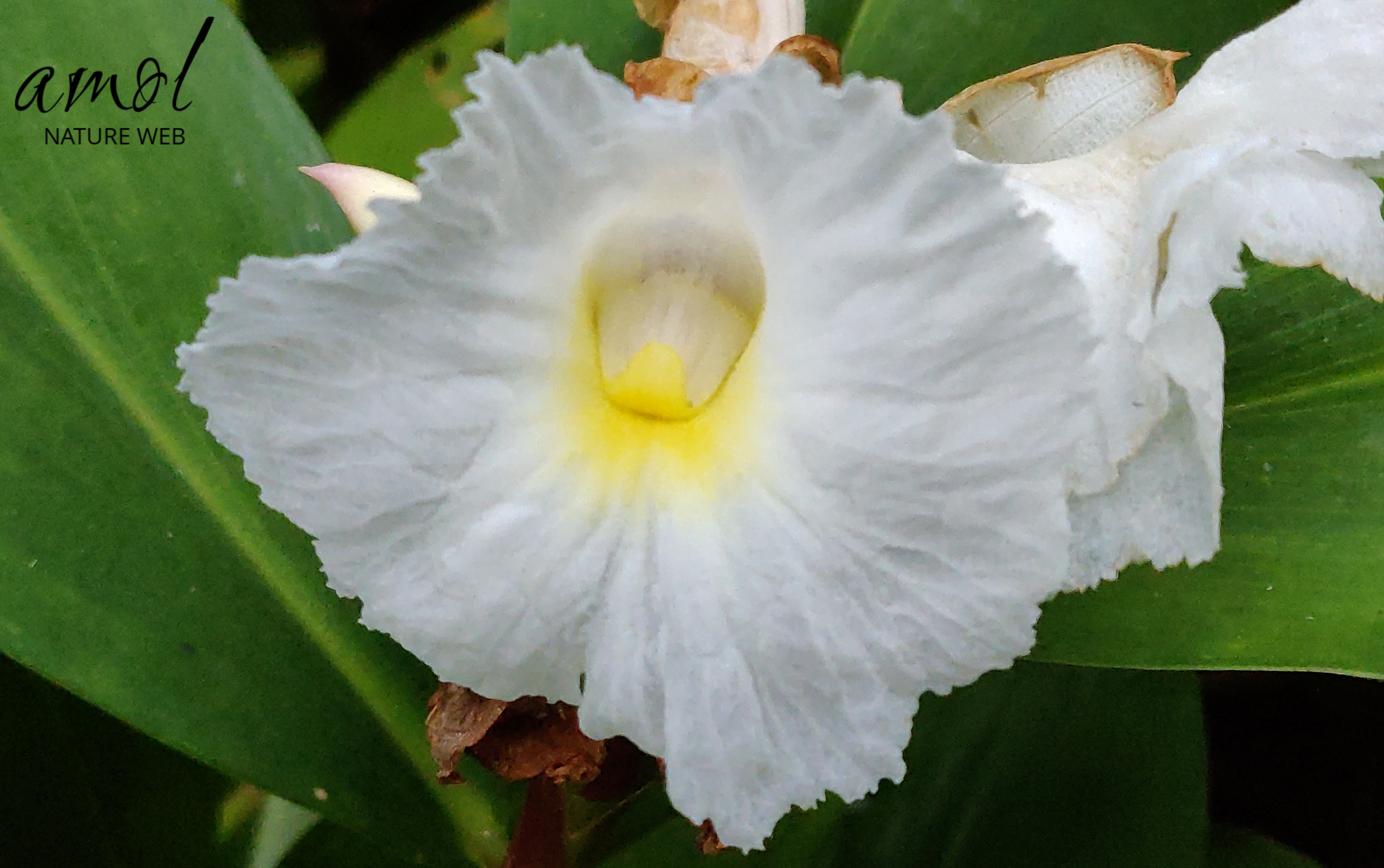 Bengali Flower Names