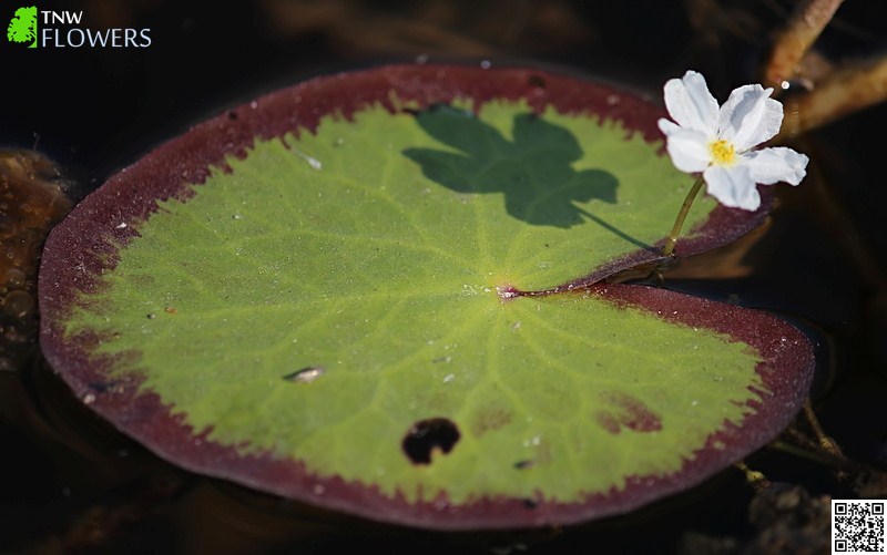 Crested Floatingheart