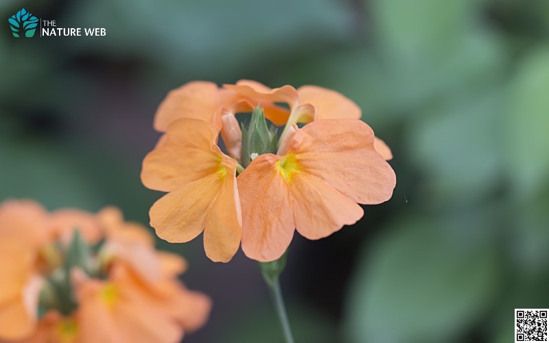 All Flowers Names In English To Telugu With Pictures | Best Flower Site