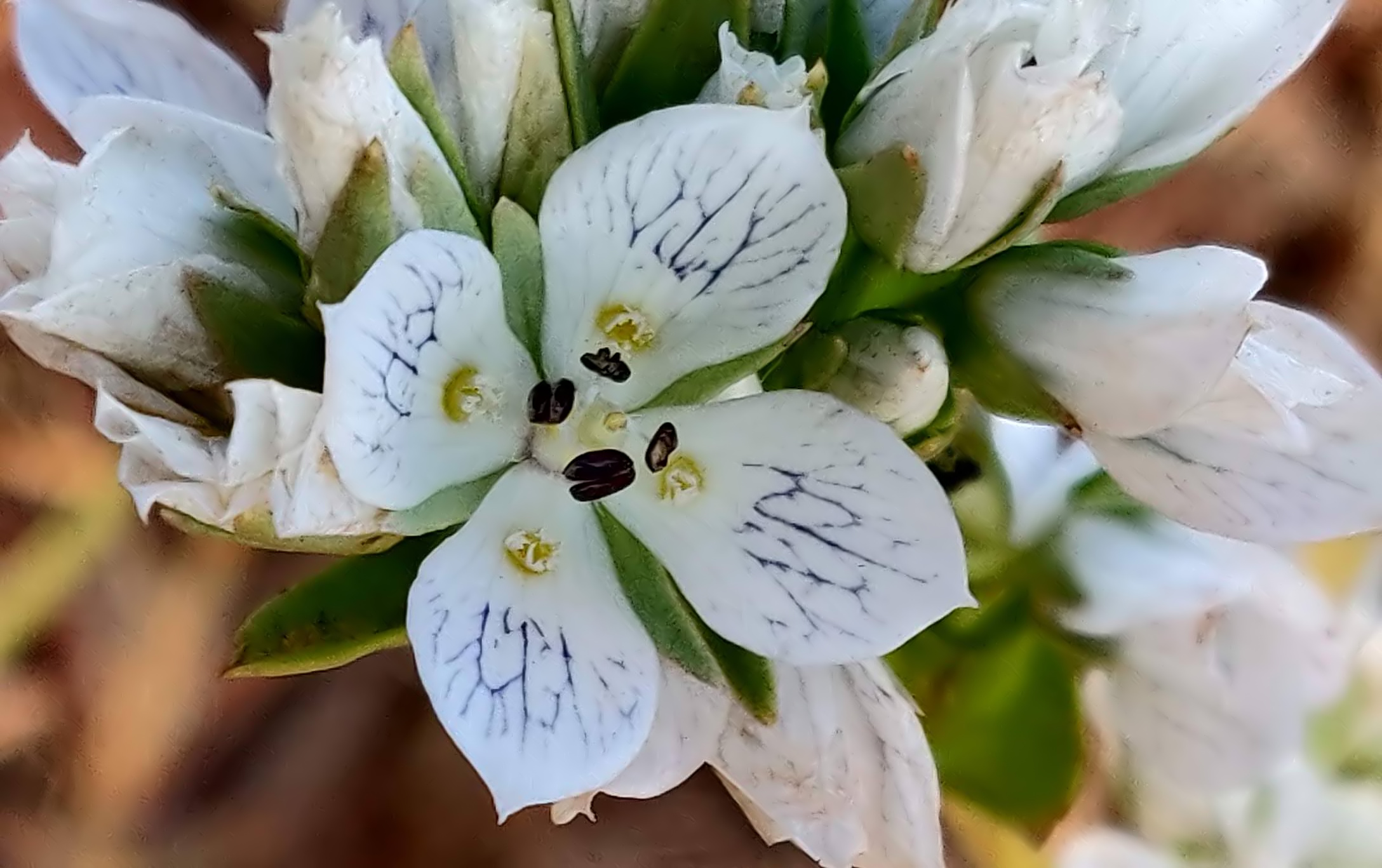 Marathi Flower Names