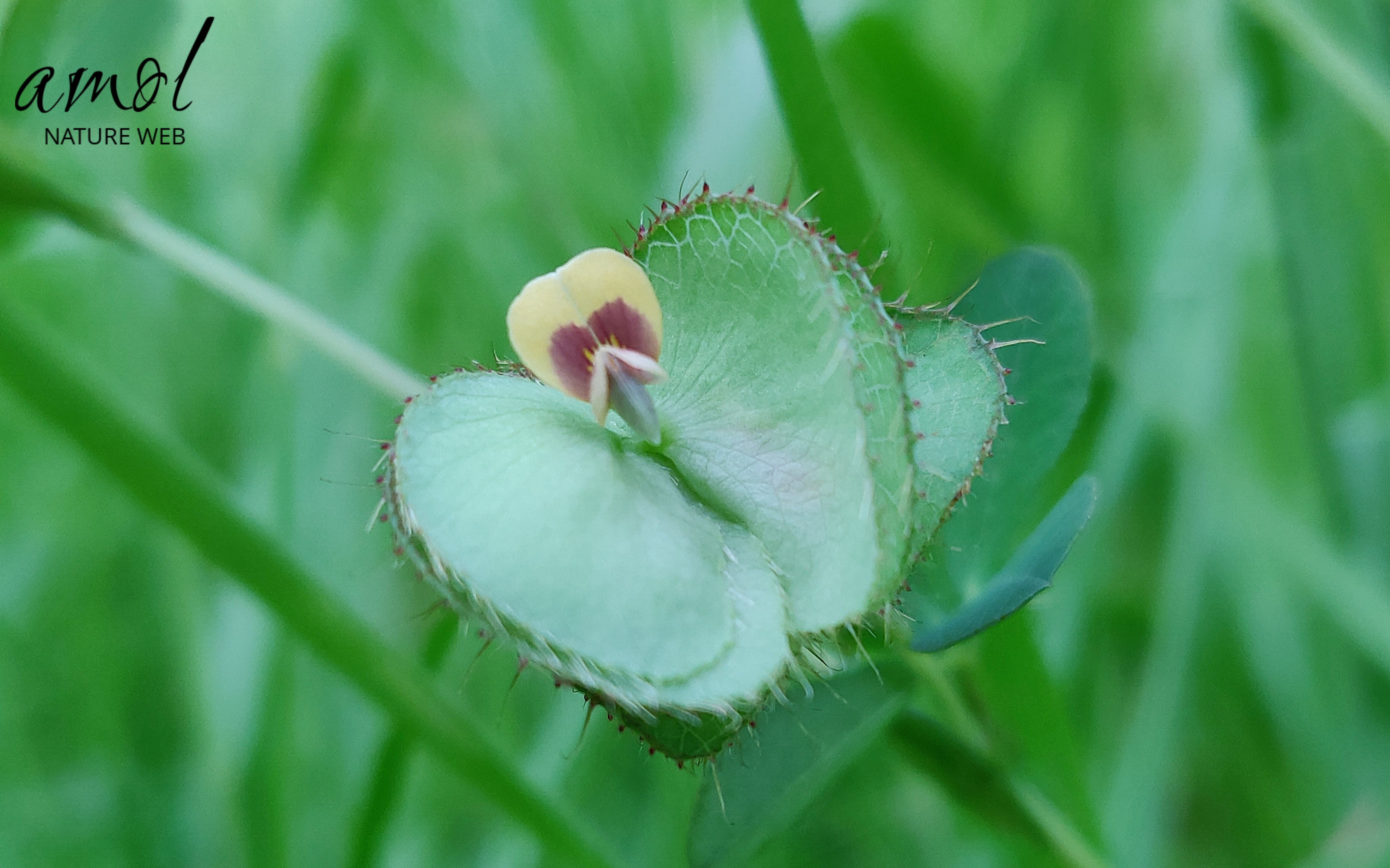 Flemingia rollae