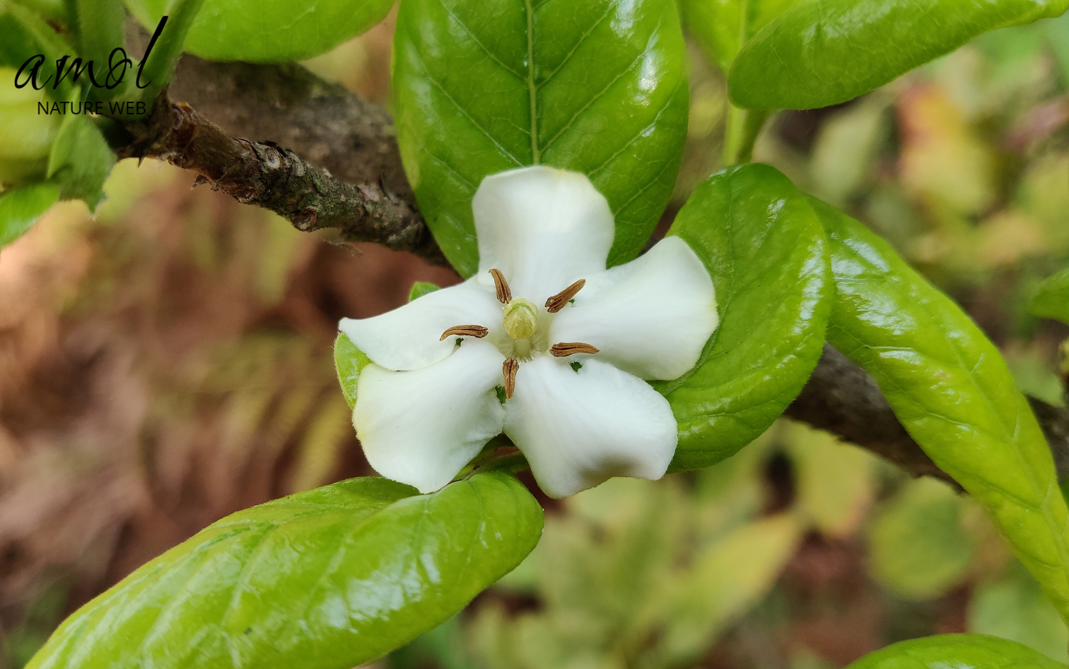 Marathi Flower Names