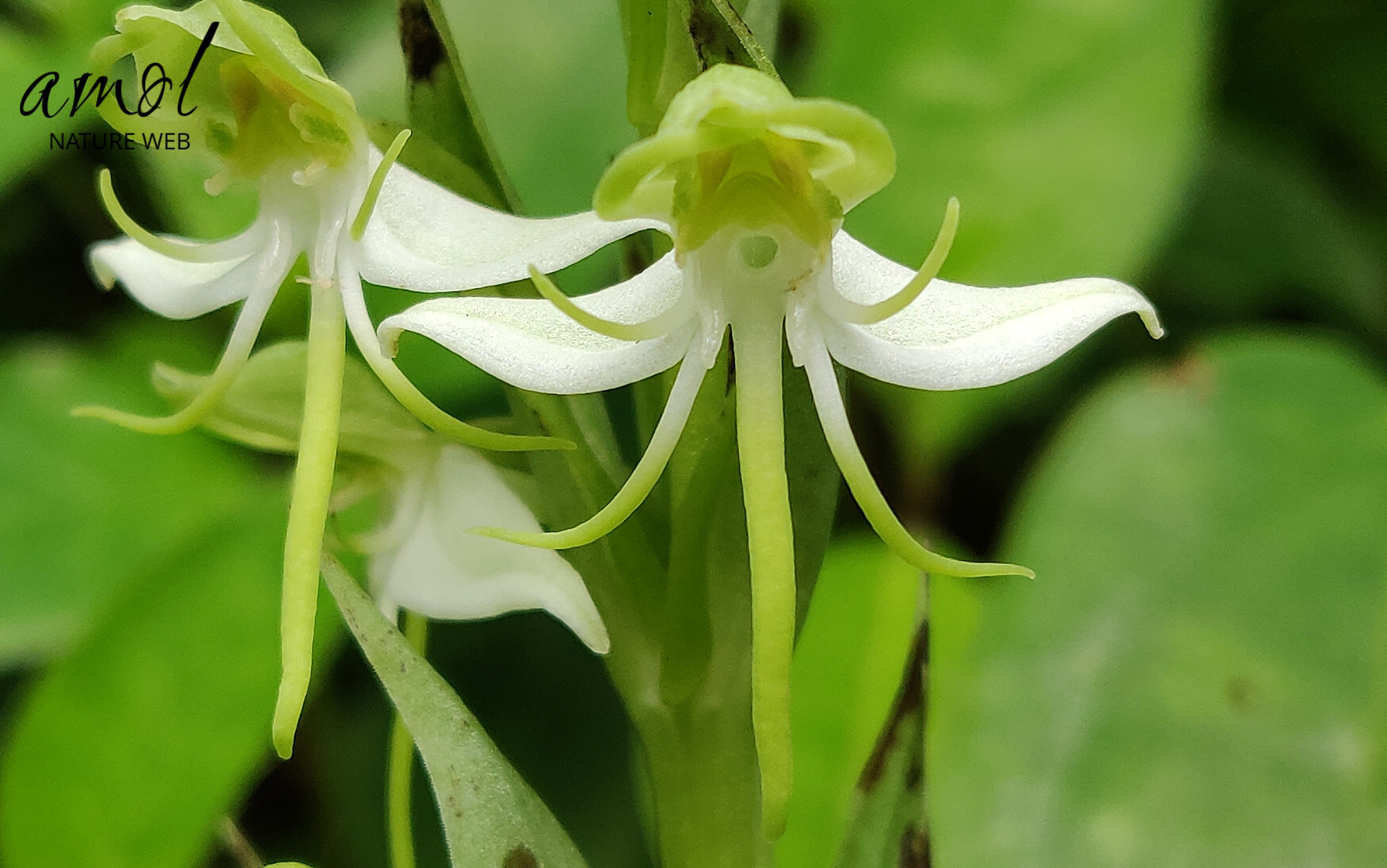 Gibson's Habenaria