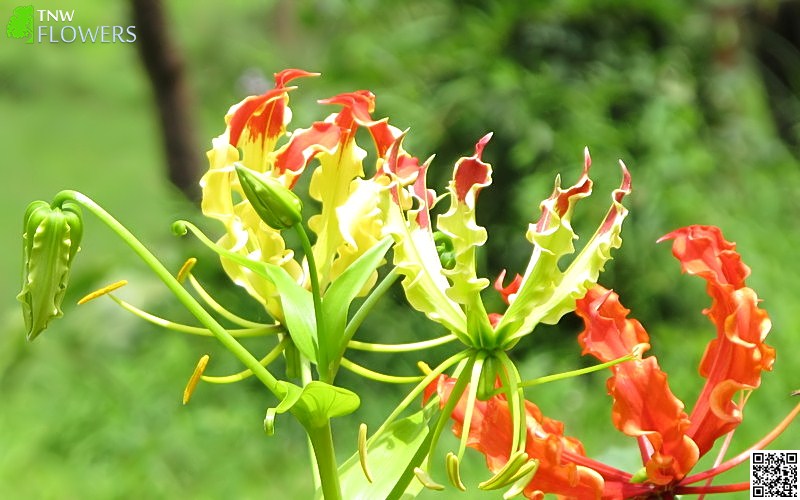 Bengali Flower Names