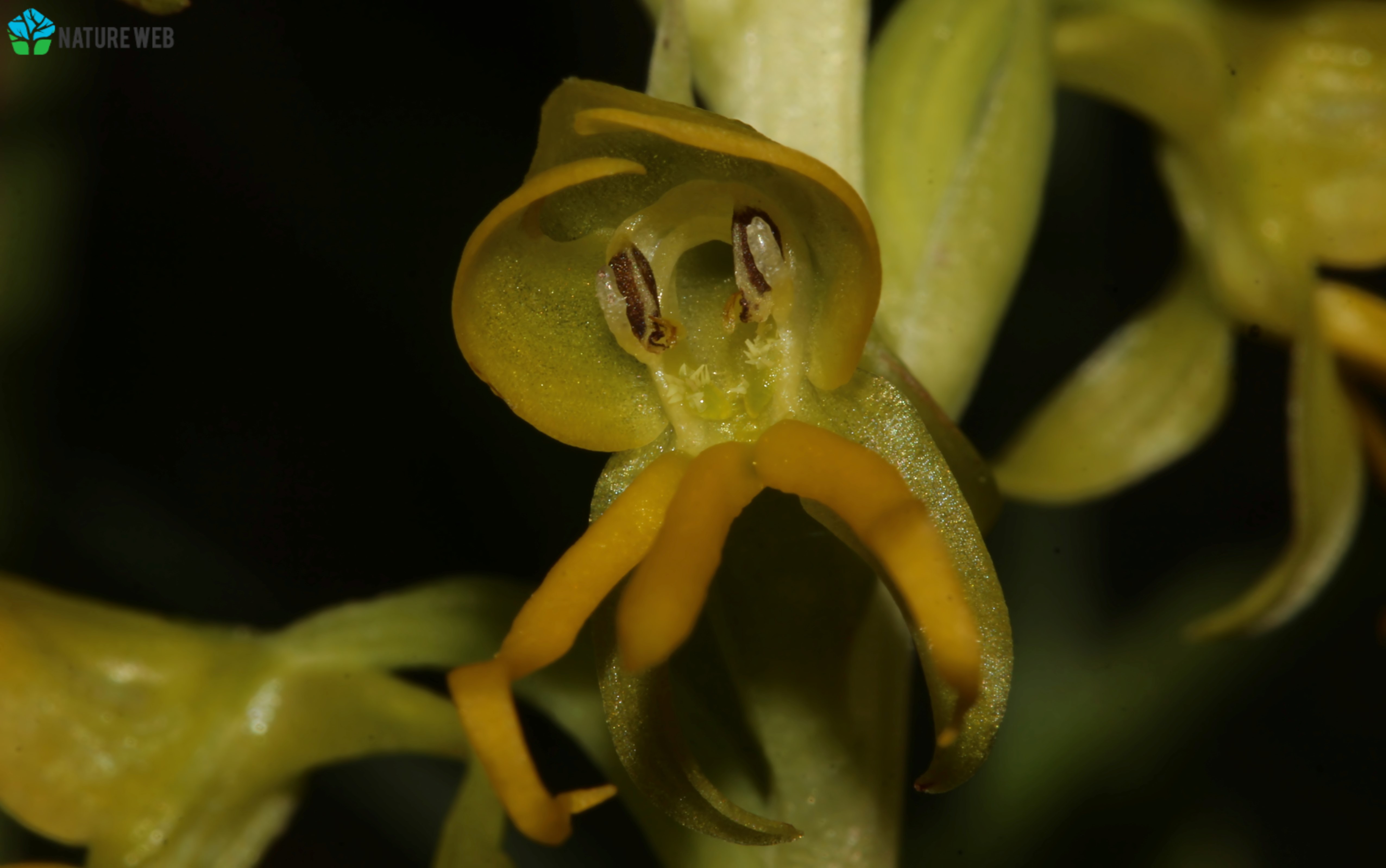 Golden Yellow Habenaria