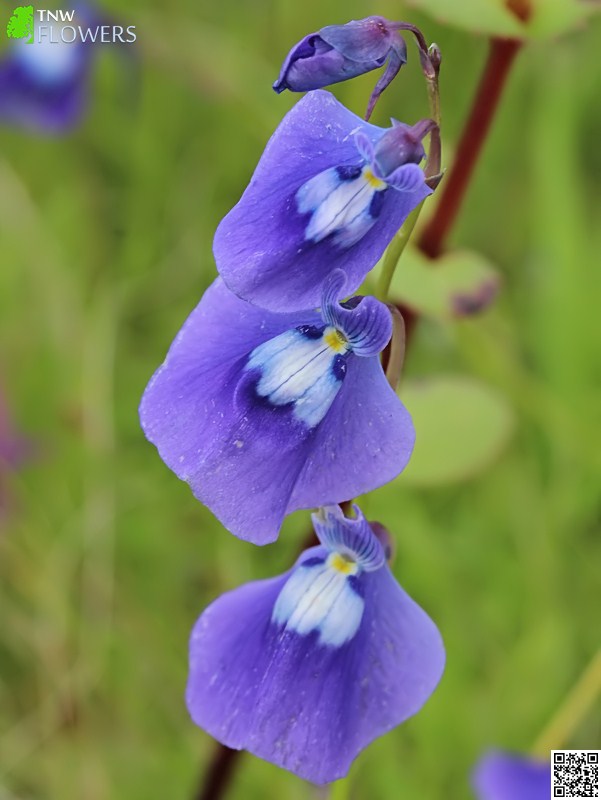 Utricularia Graminifolia Flower
