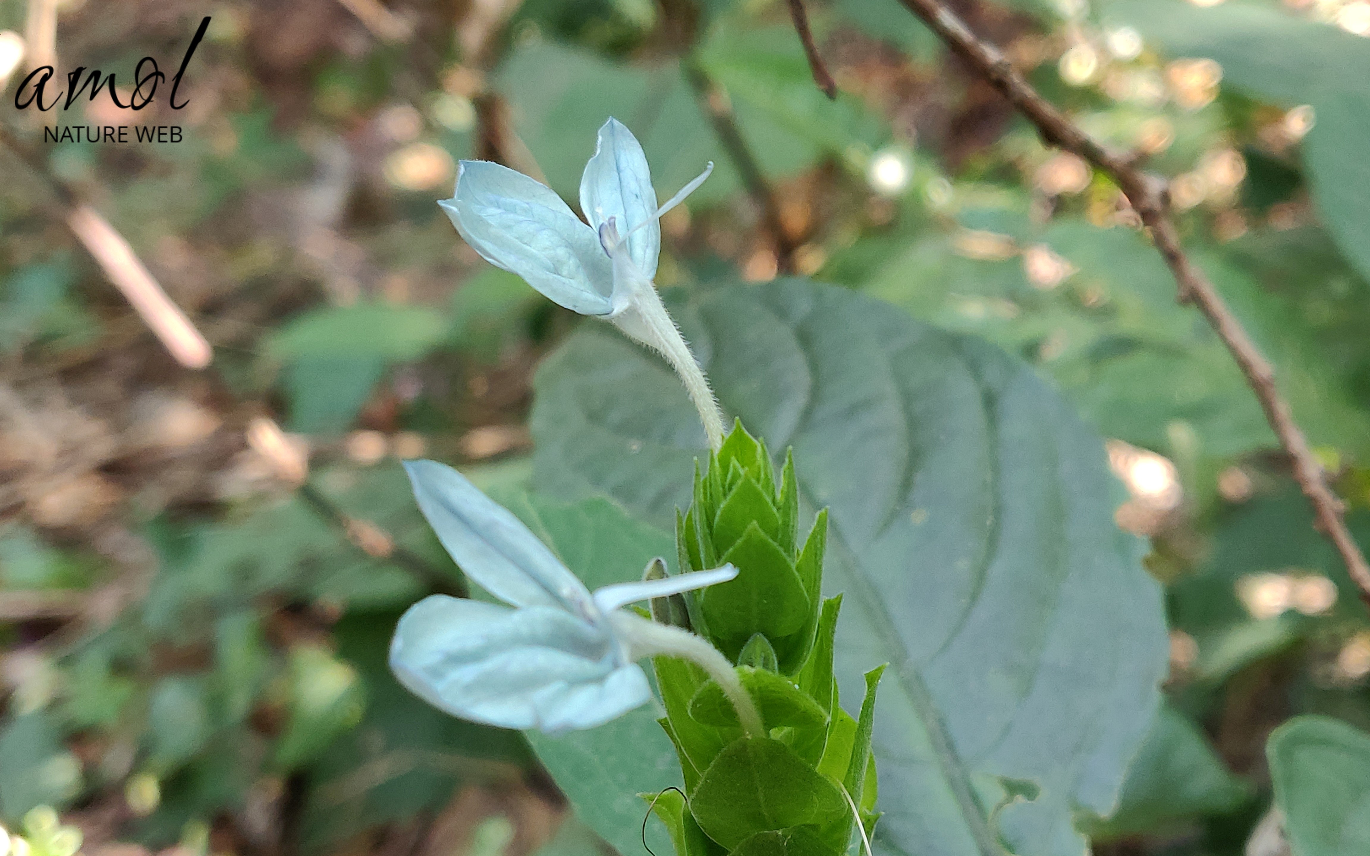 Green Shrimp Plant