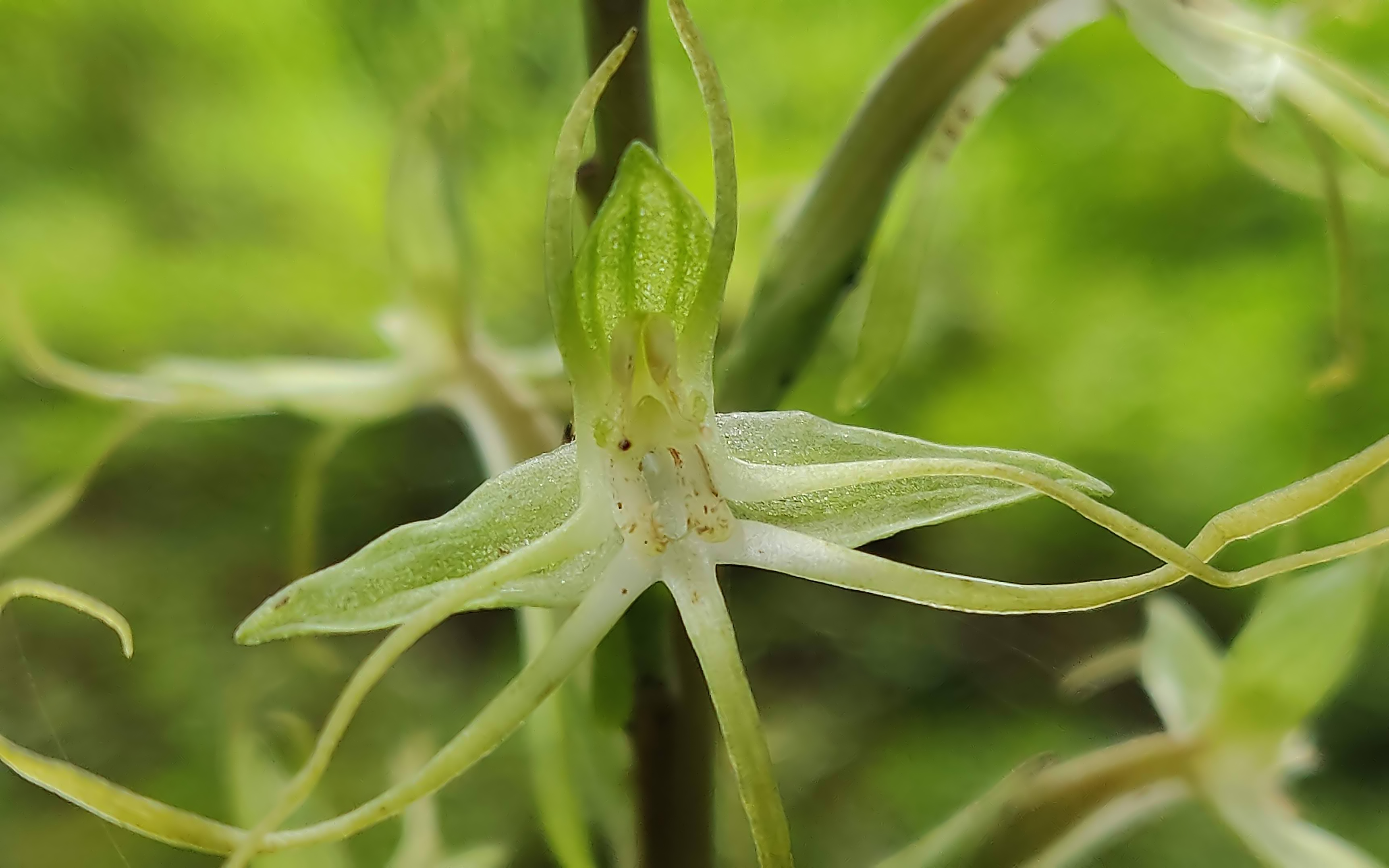 Habenaria multicaudata