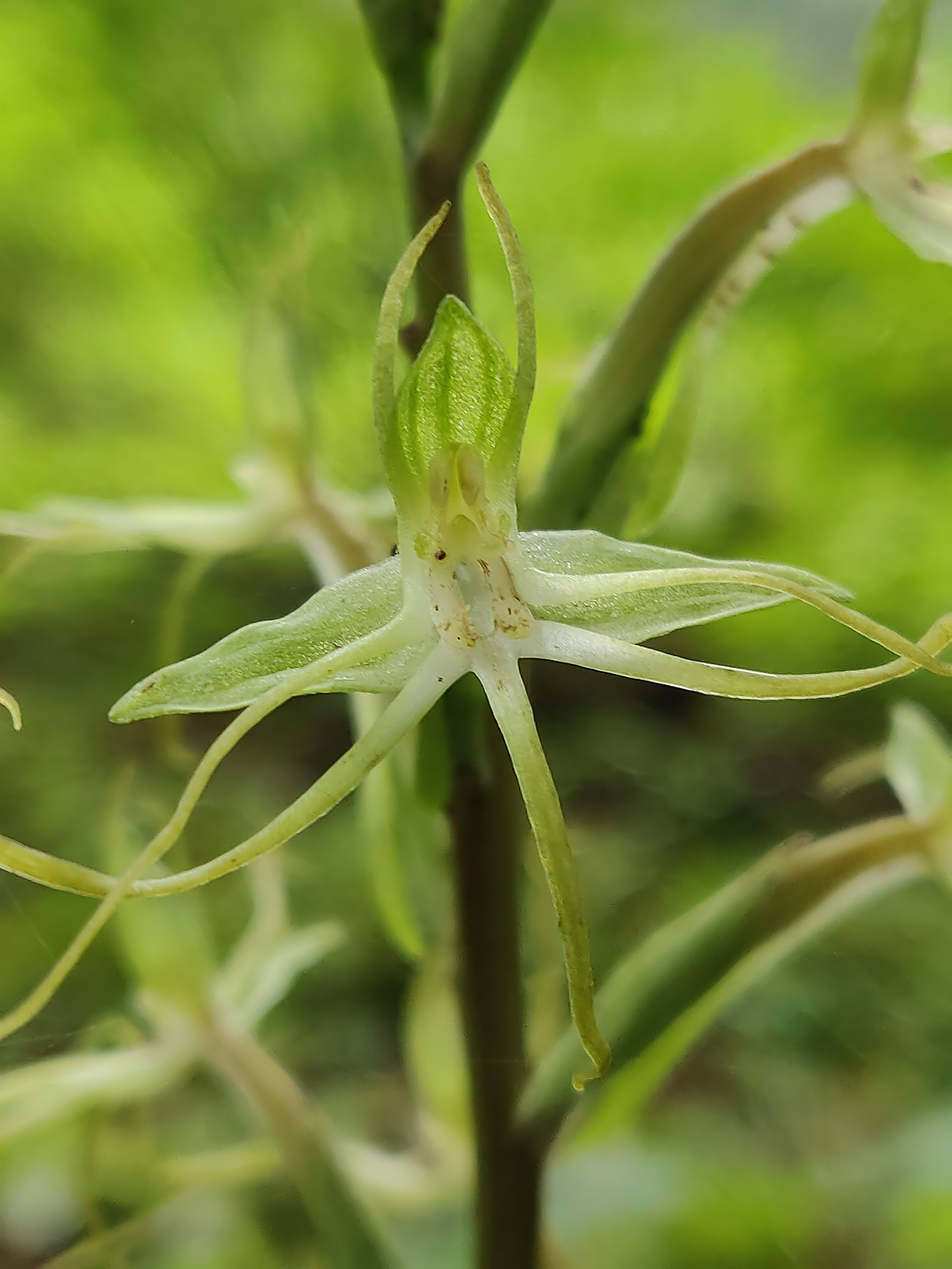 Habenaria multicaudata