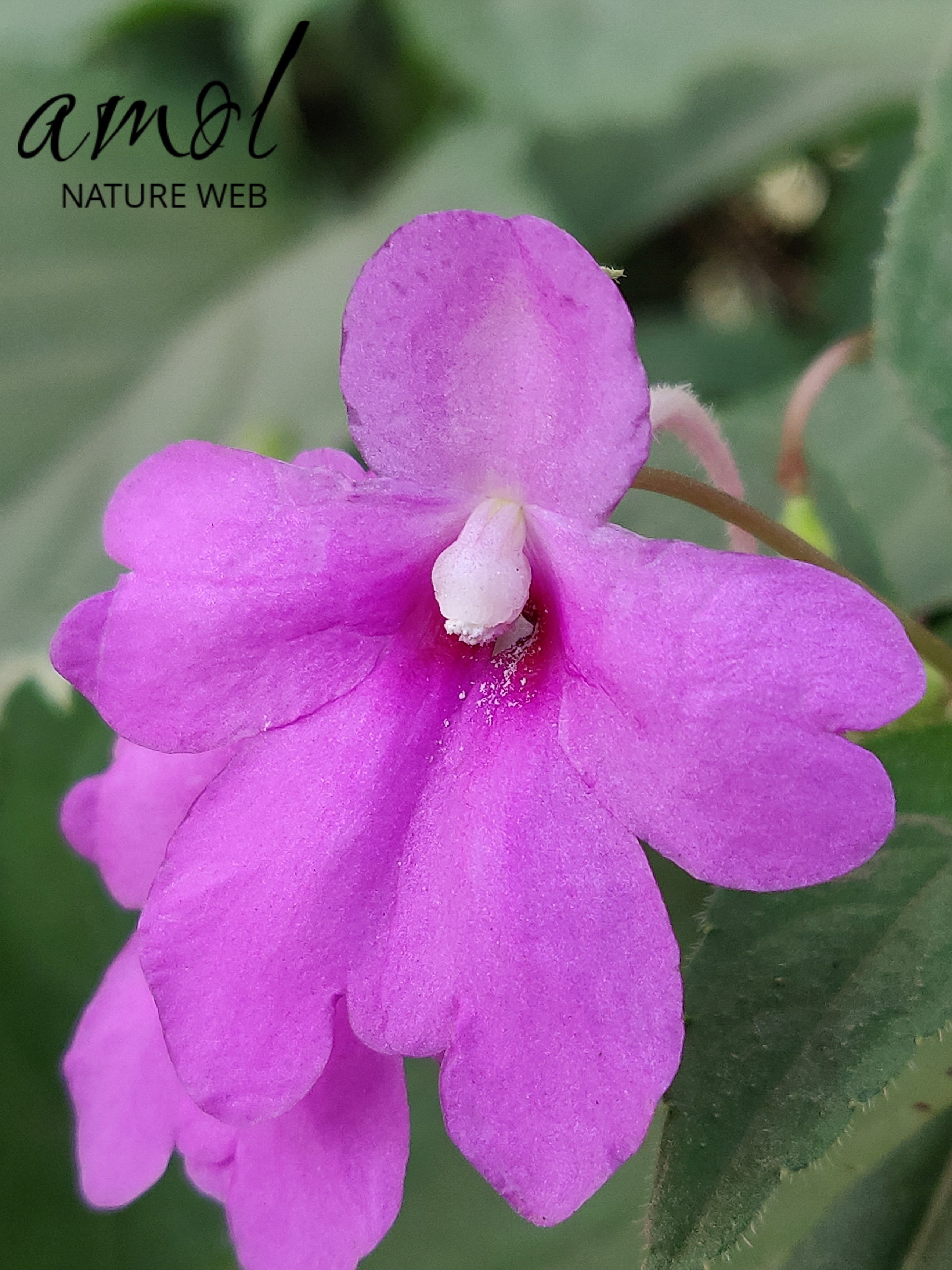 Marathi Flower Names