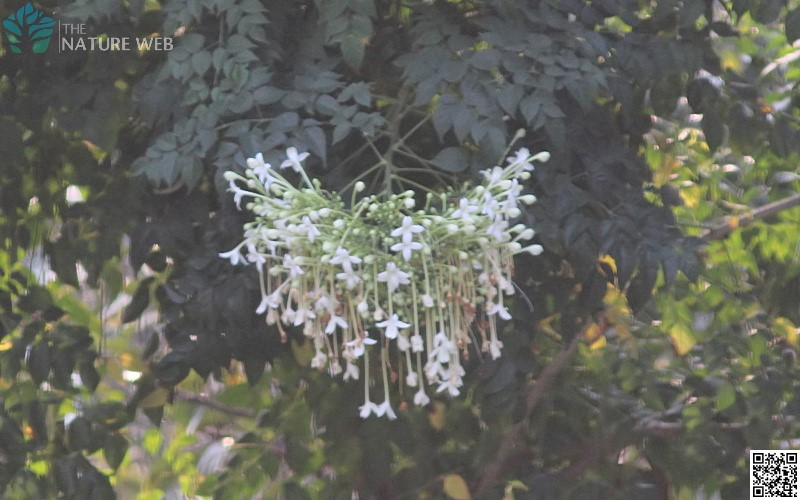 Bengali Flower Names