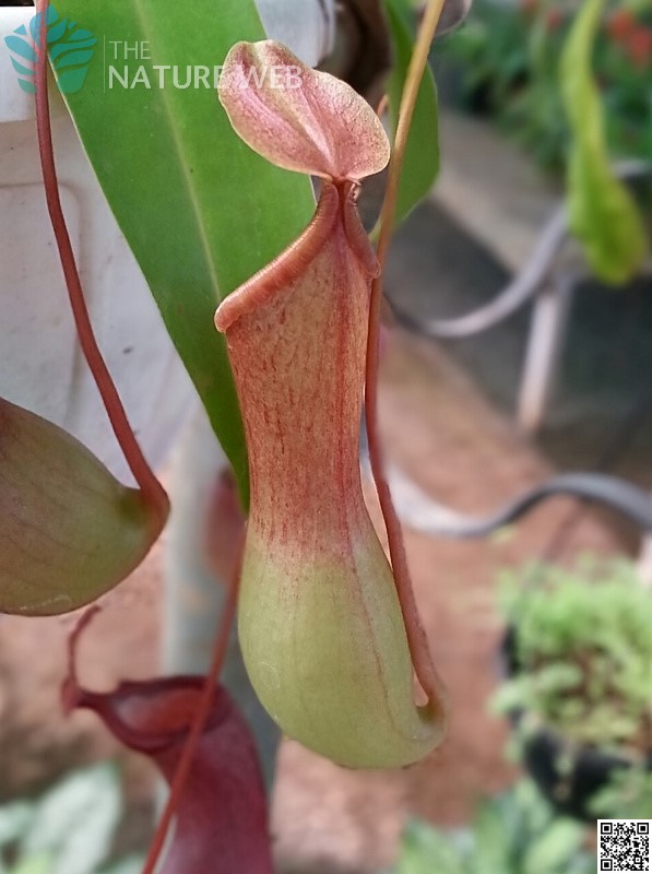Indian Pitcher Plant