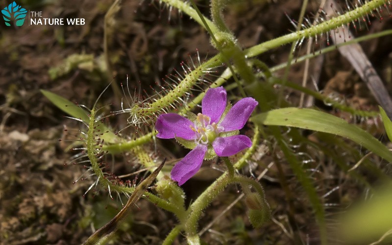 Indian Sundew