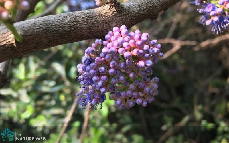 Ironwood Tree