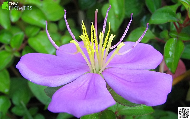 Bengali Flower Names