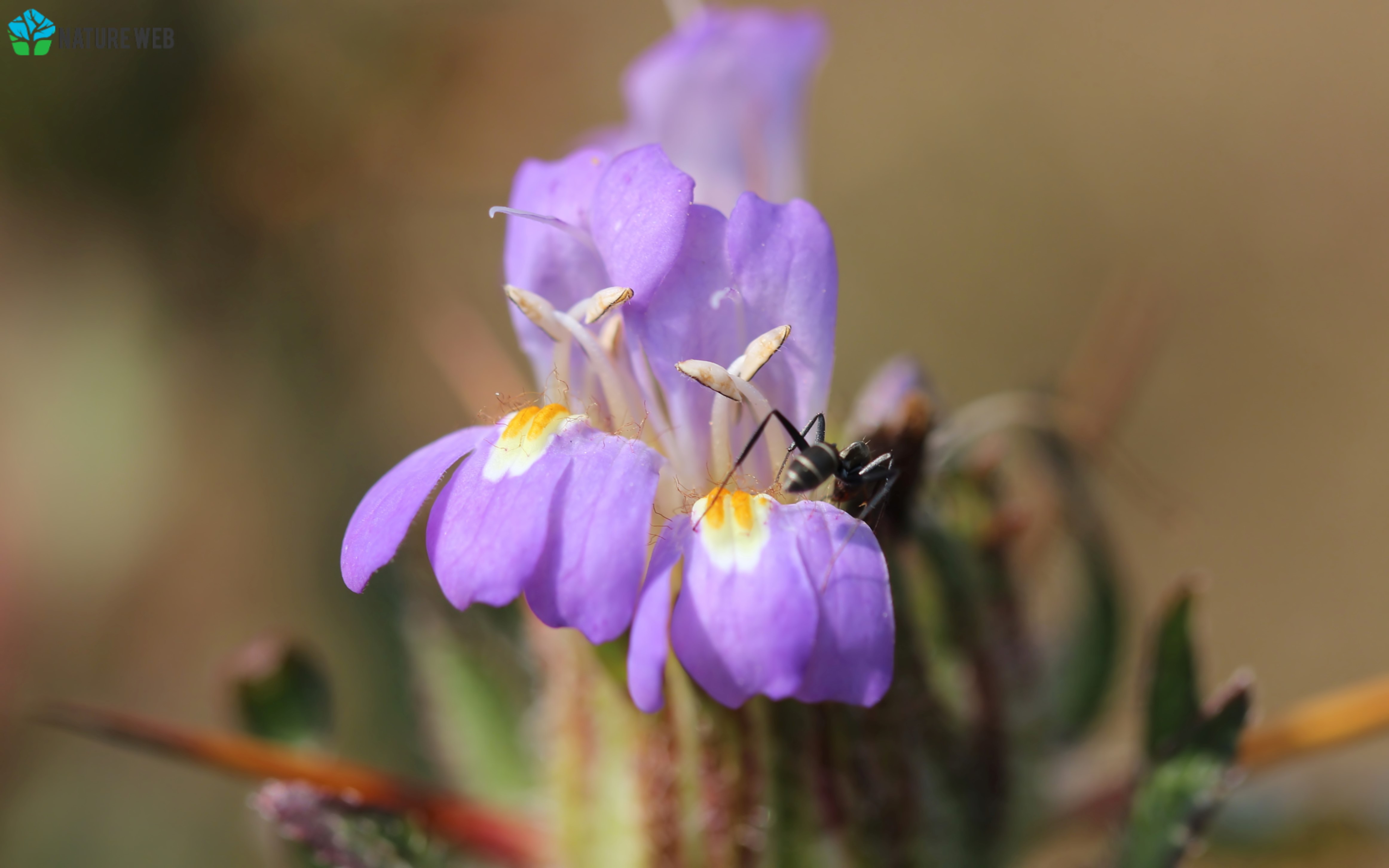 Bengali Flower Names