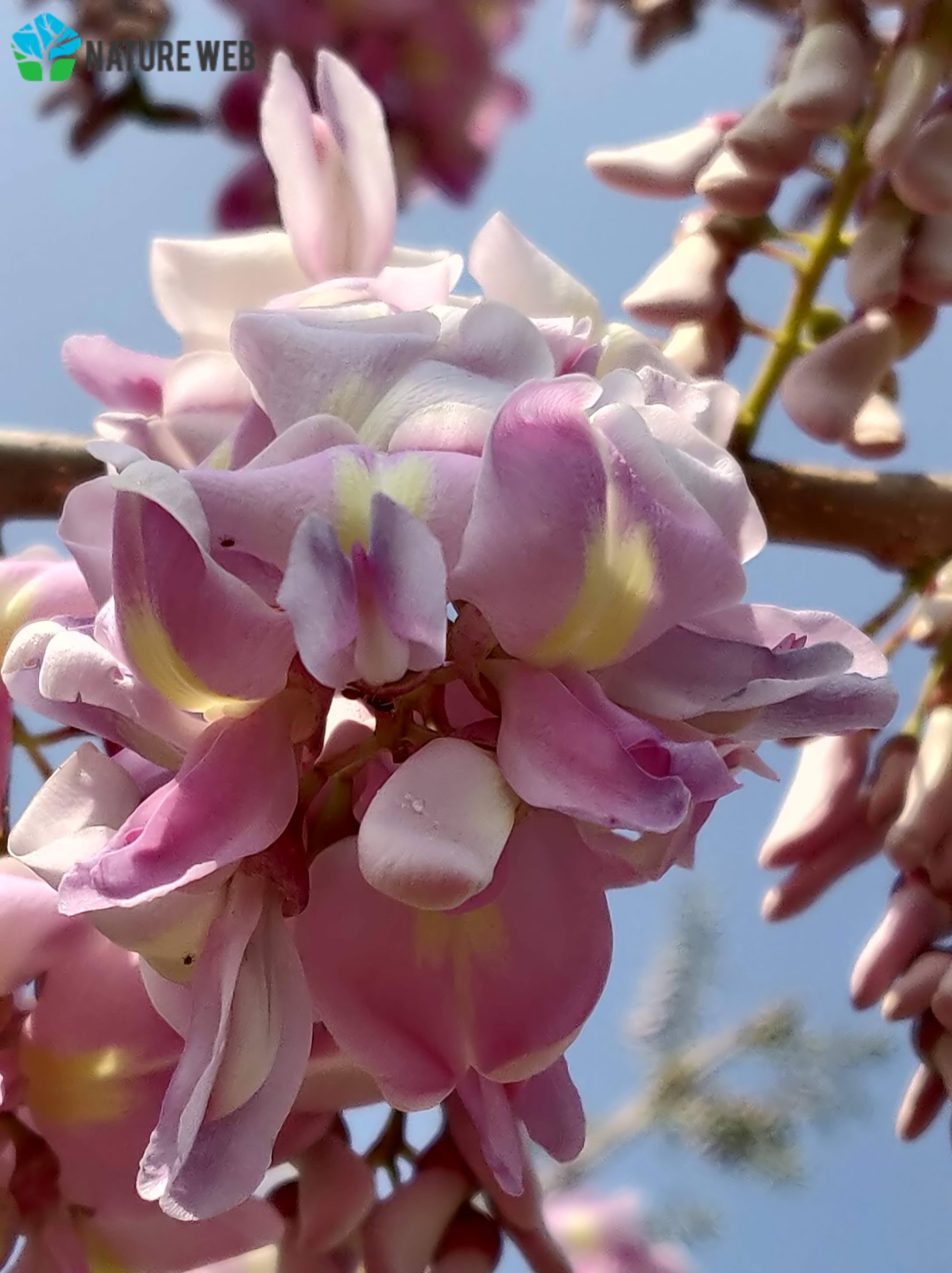 Mexican Lilac