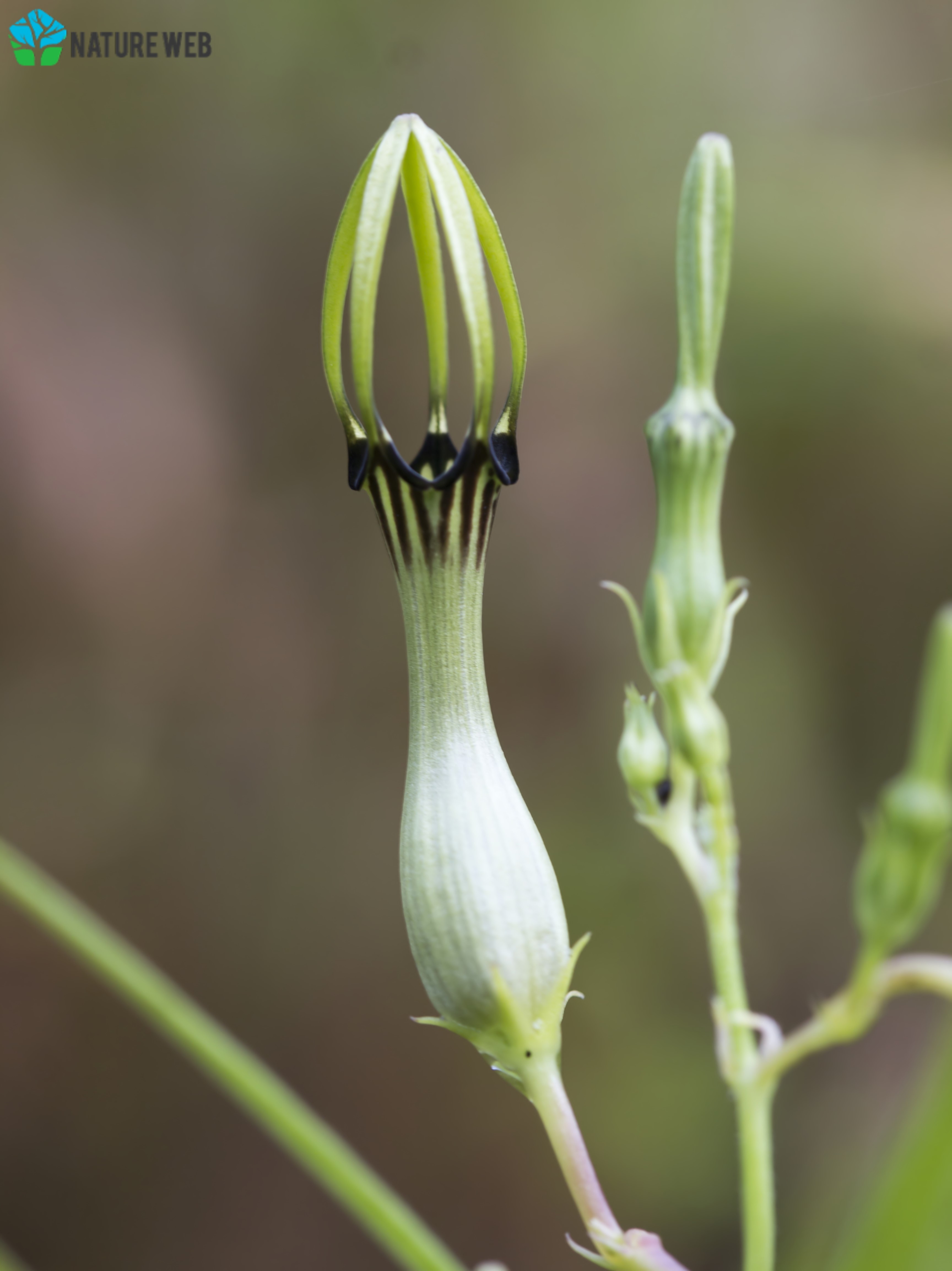 Noorjahan Ceropegia