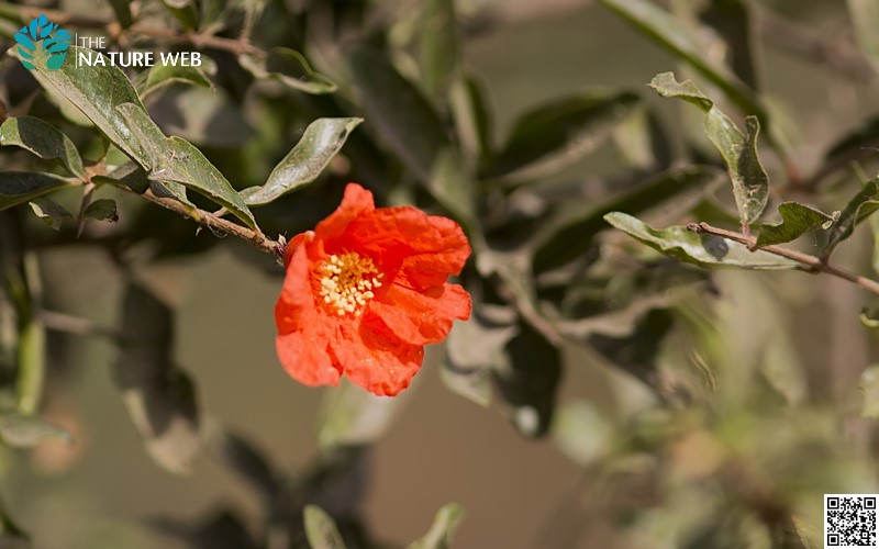 Bengali Flower Names