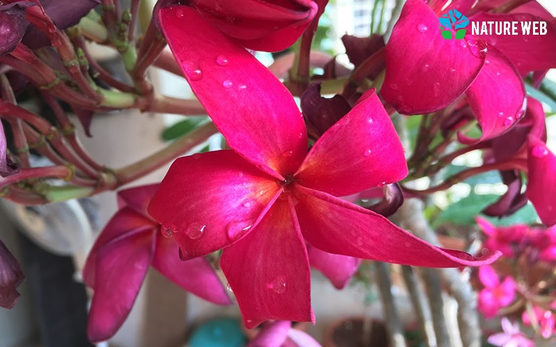 Red Frangipani
