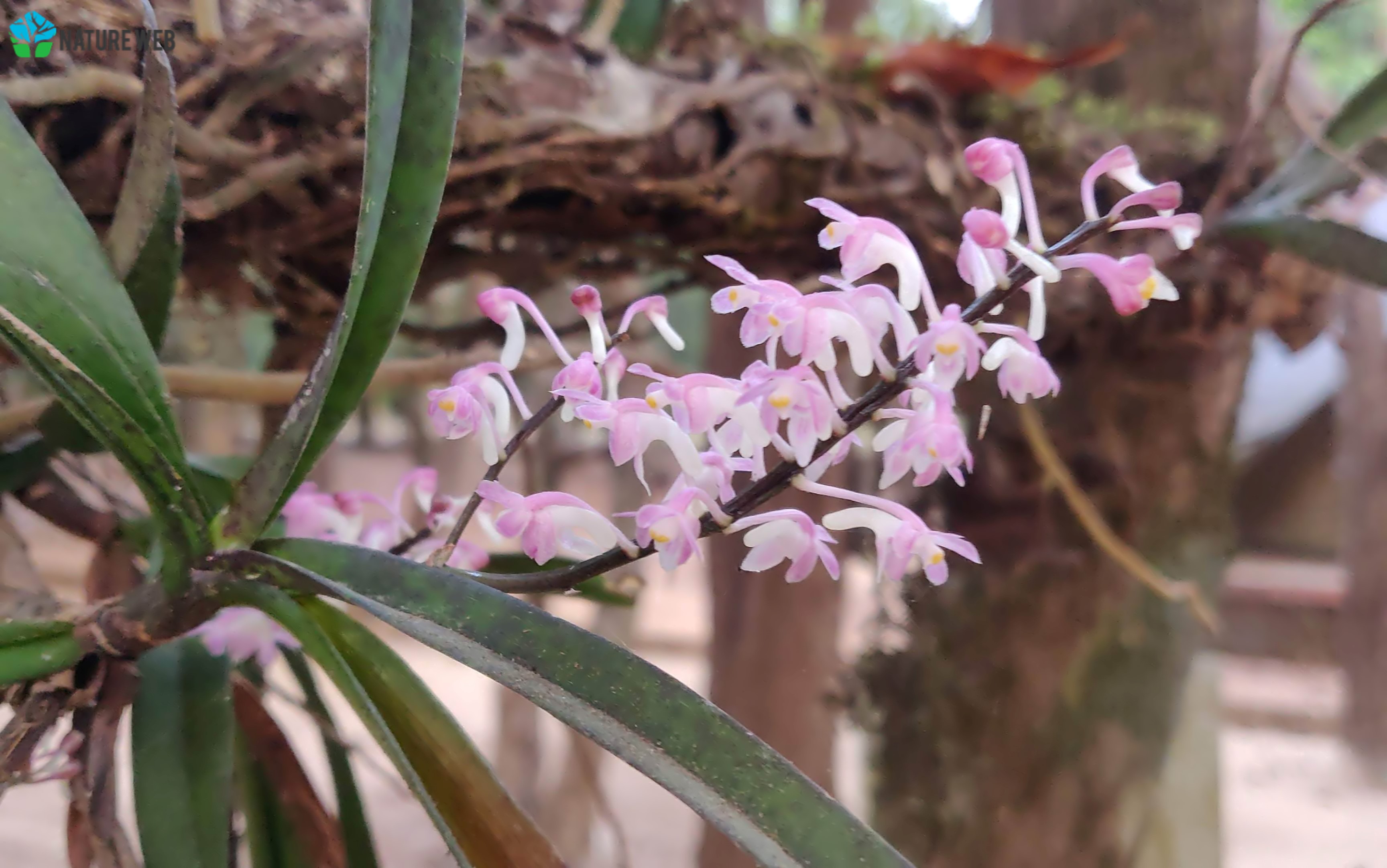 Rigid Aerides