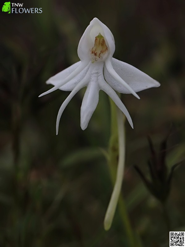 Spreading Flowered Habenaria