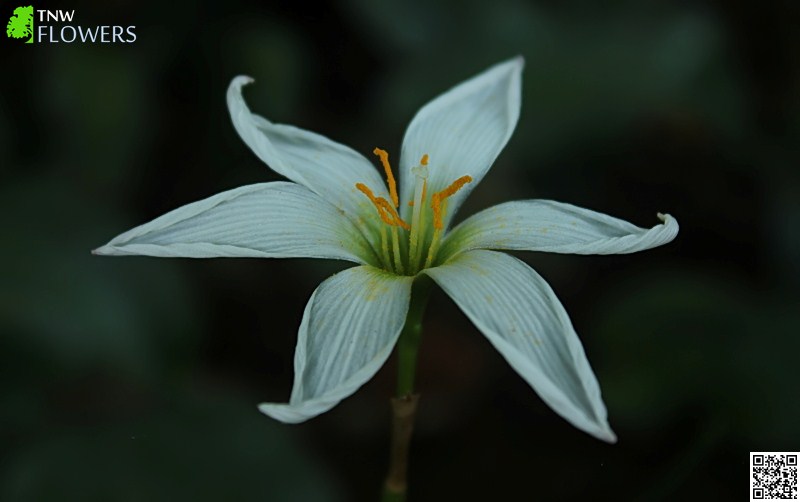 White Rain Lily
