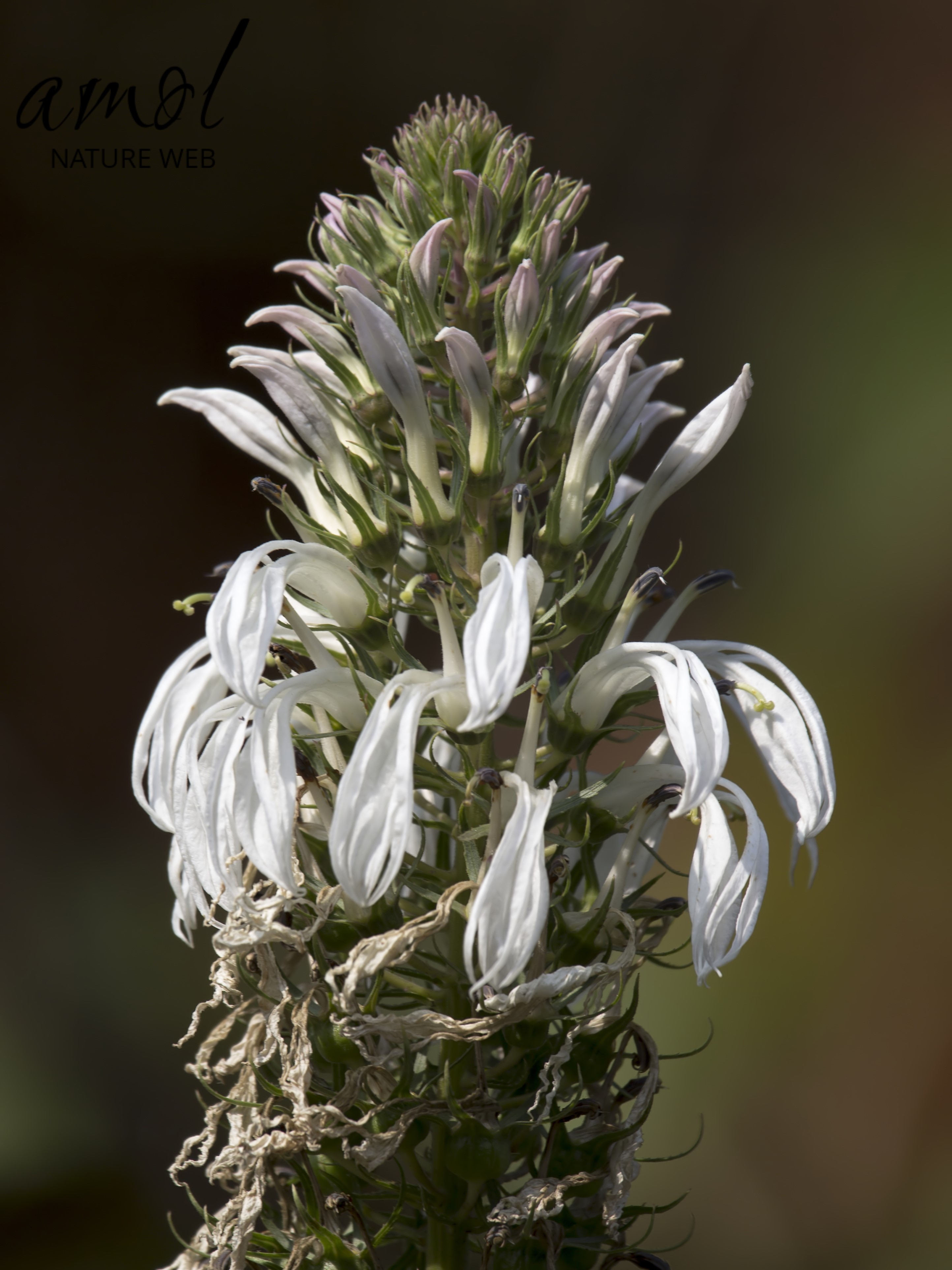 Bengali Flower Names