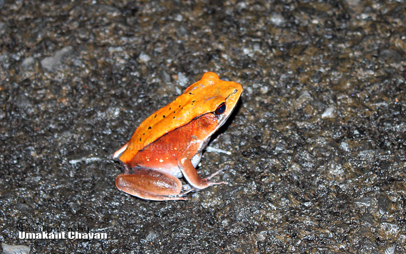 Wide-spread Fungoid Frog