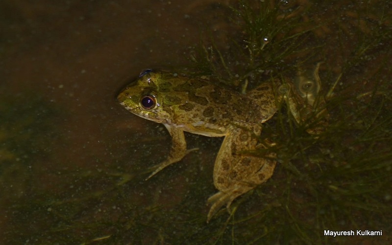 Common Skittering Frog