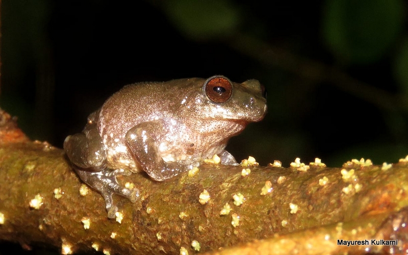 Ghate's Bush Frog