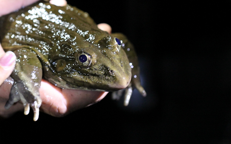 Indian Bullfrog