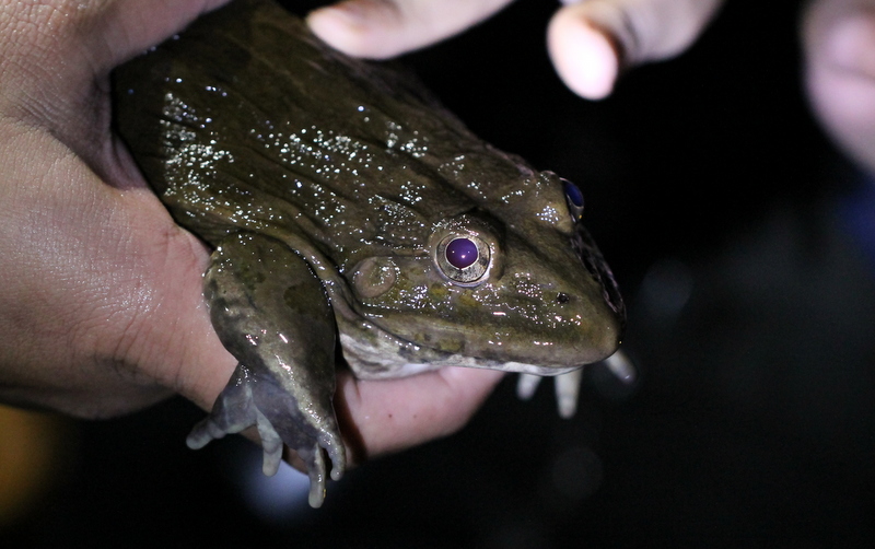 Indian Bullfrog