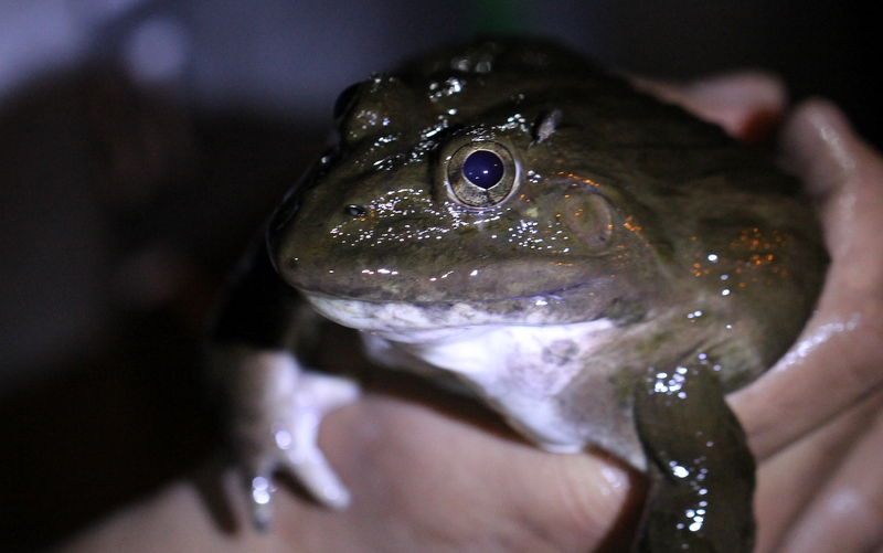 Indian Bullfrog