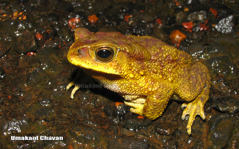 Indian Marbled Toad
