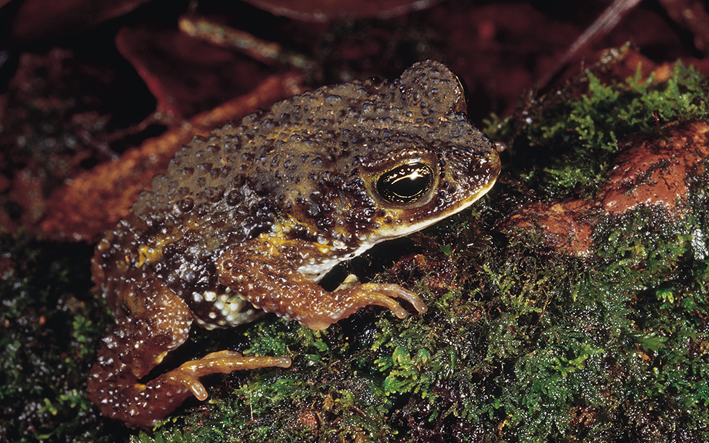 Malabar Tree Toad