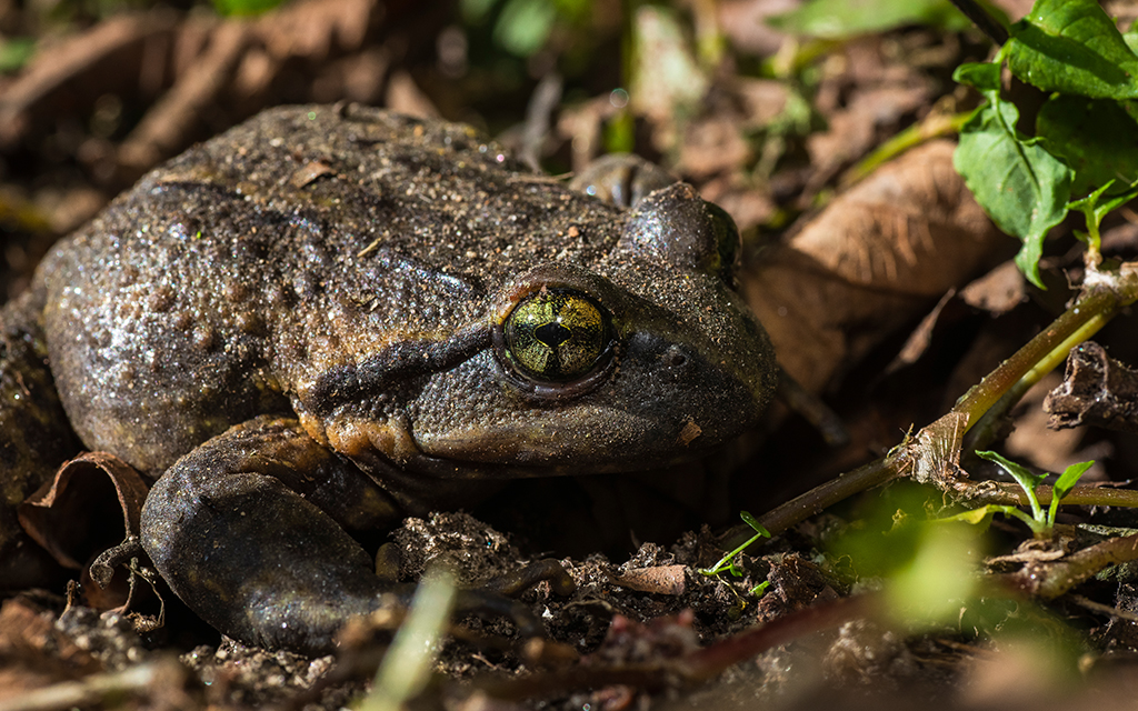 Sikkim Paa Frog