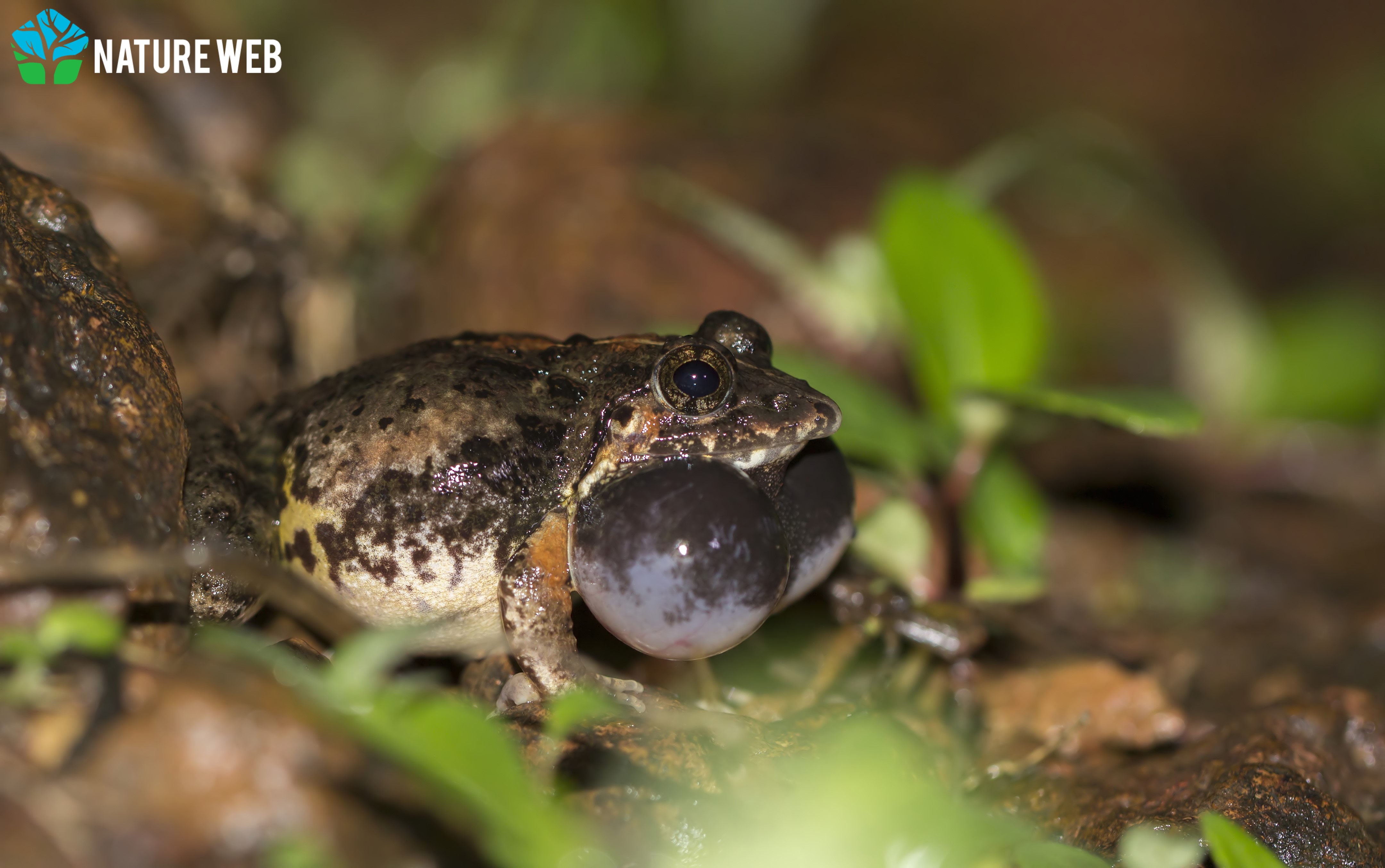 Nepal Wart Frog
