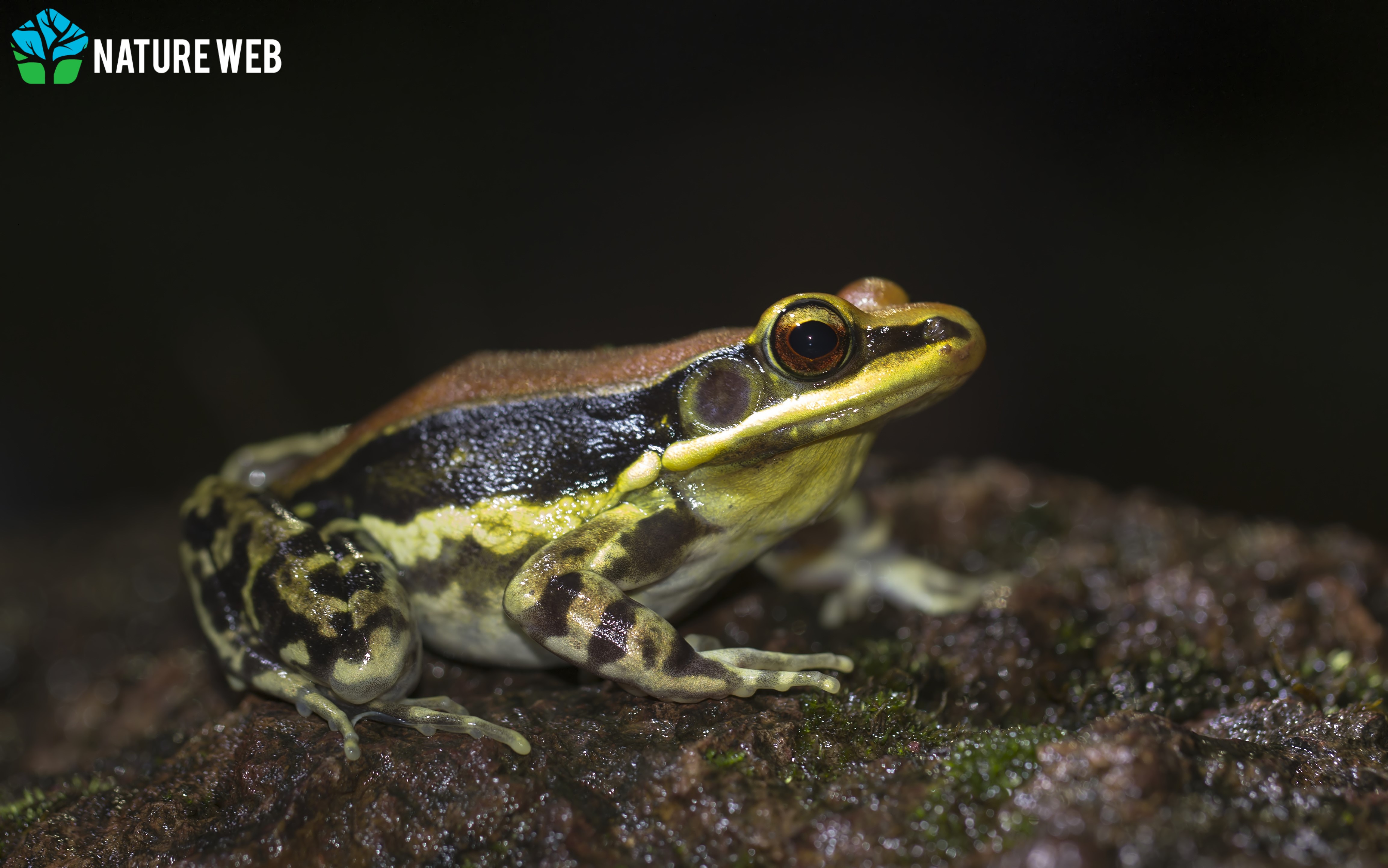 Wide-spread Fungoid Frog