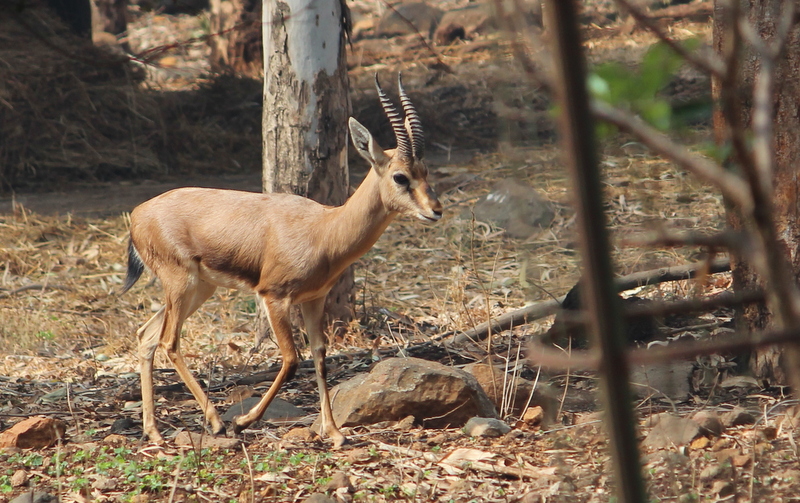 Chinkara