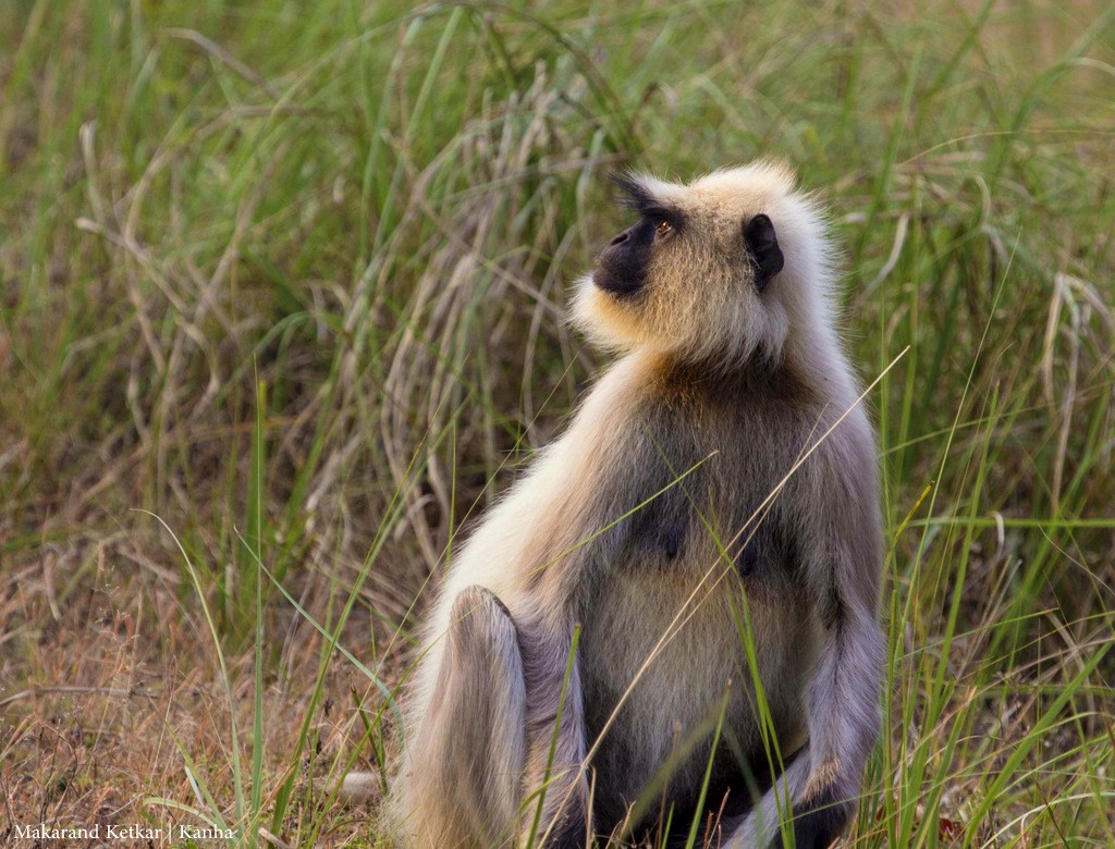 Gray Langur