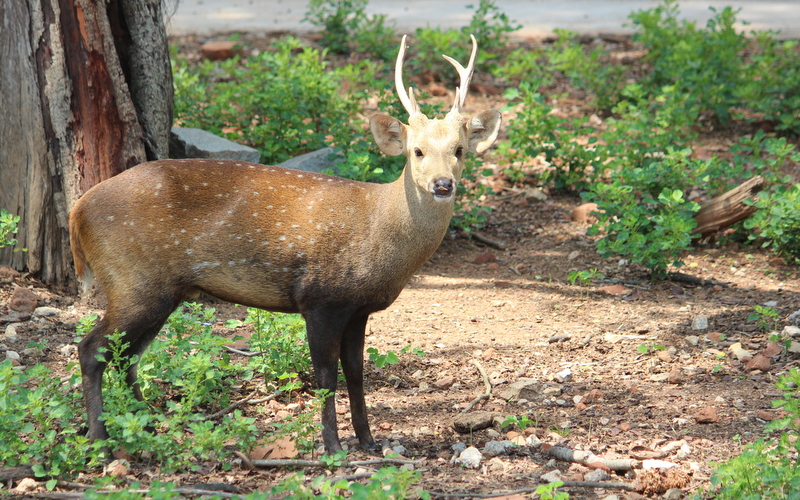 Hog Deer