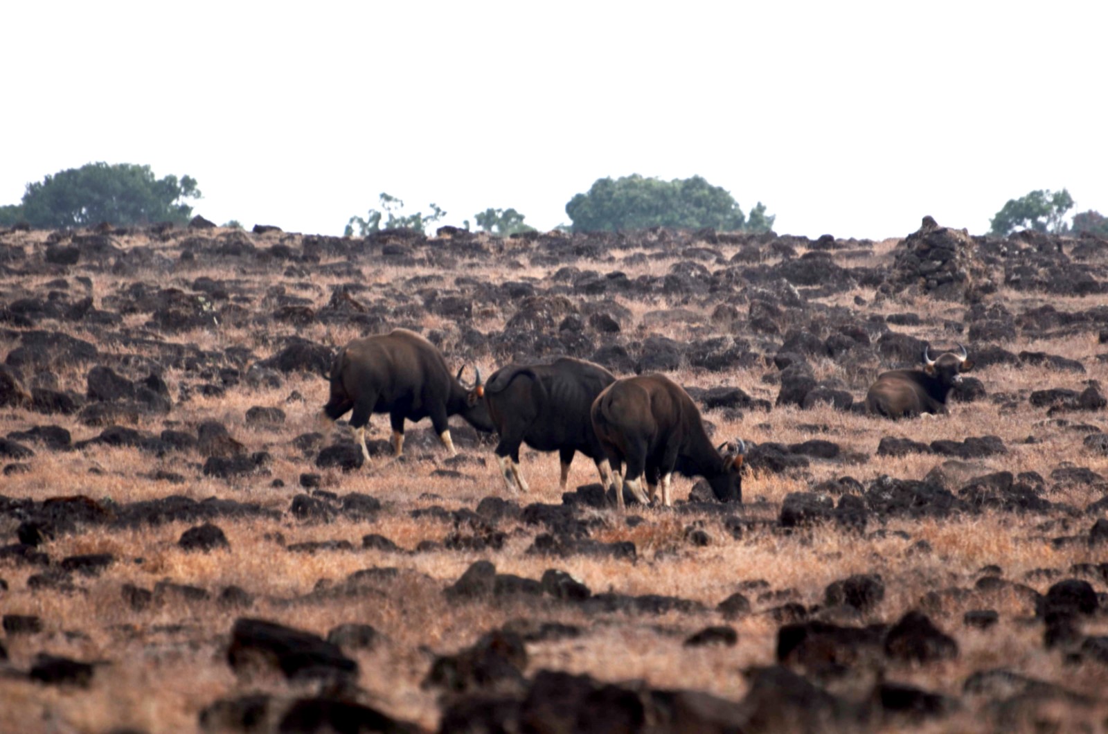 Indian Bison
