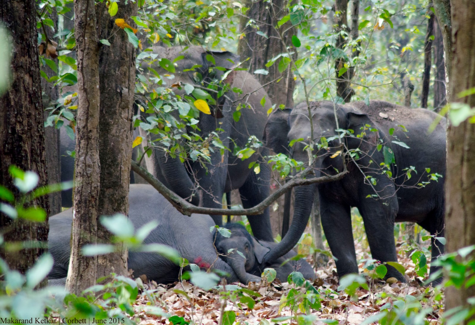 Indian Elephant