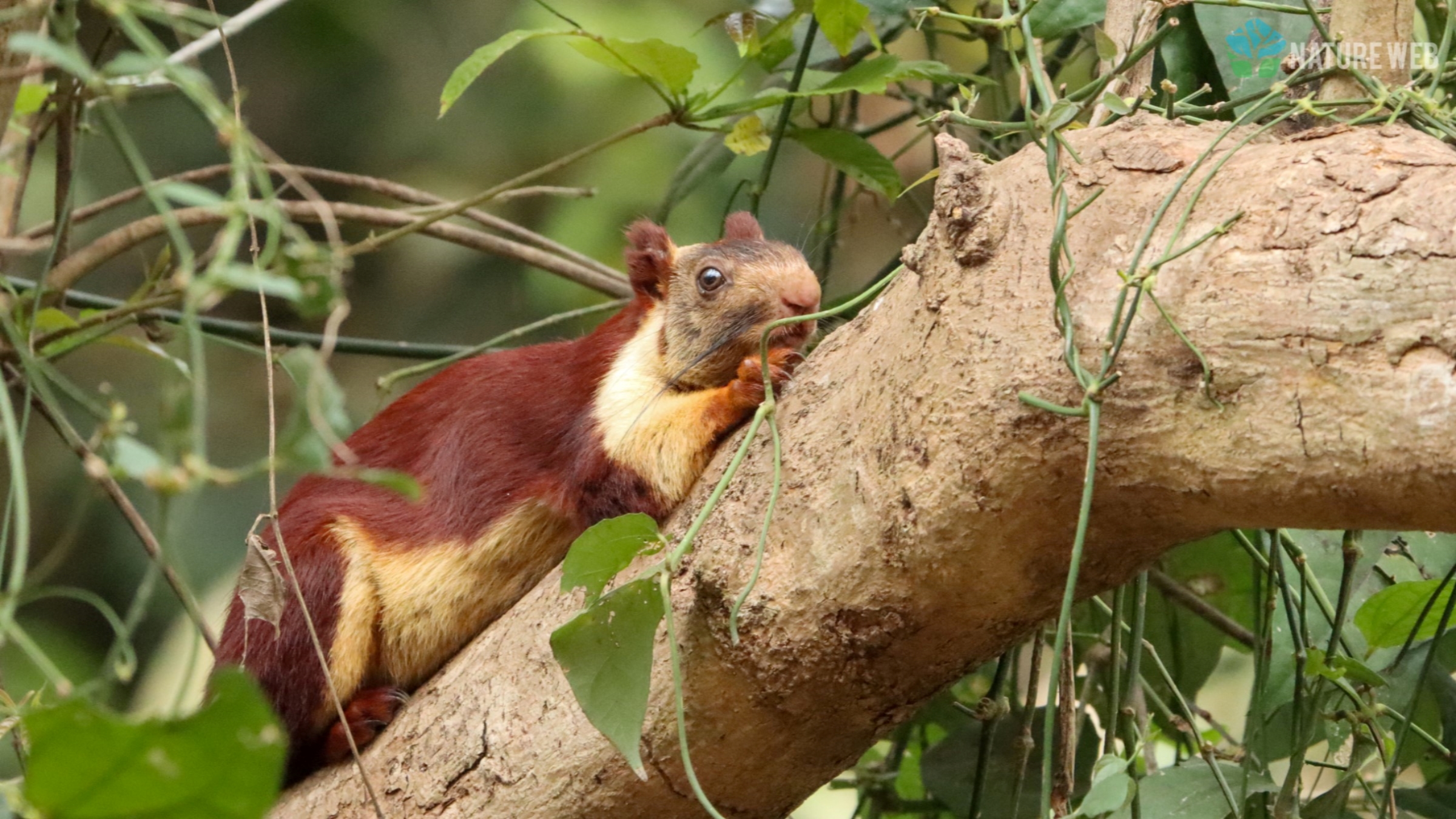 Indian Giant Squirrel