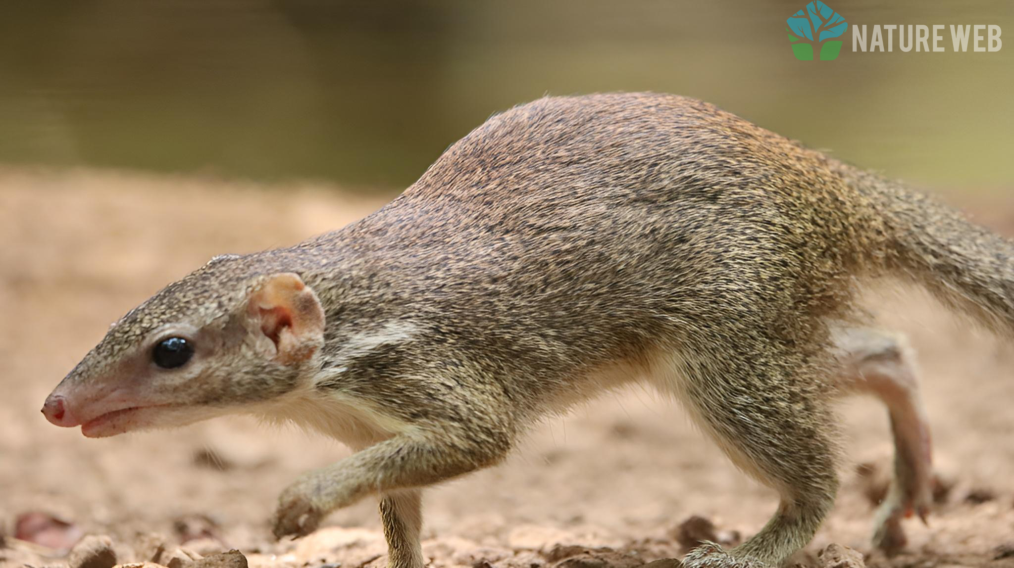 Indian Treeshrew