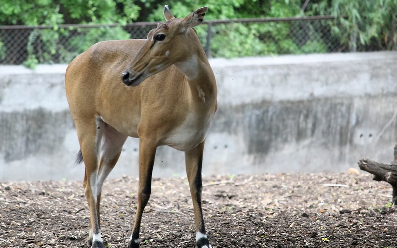 Nilgai
