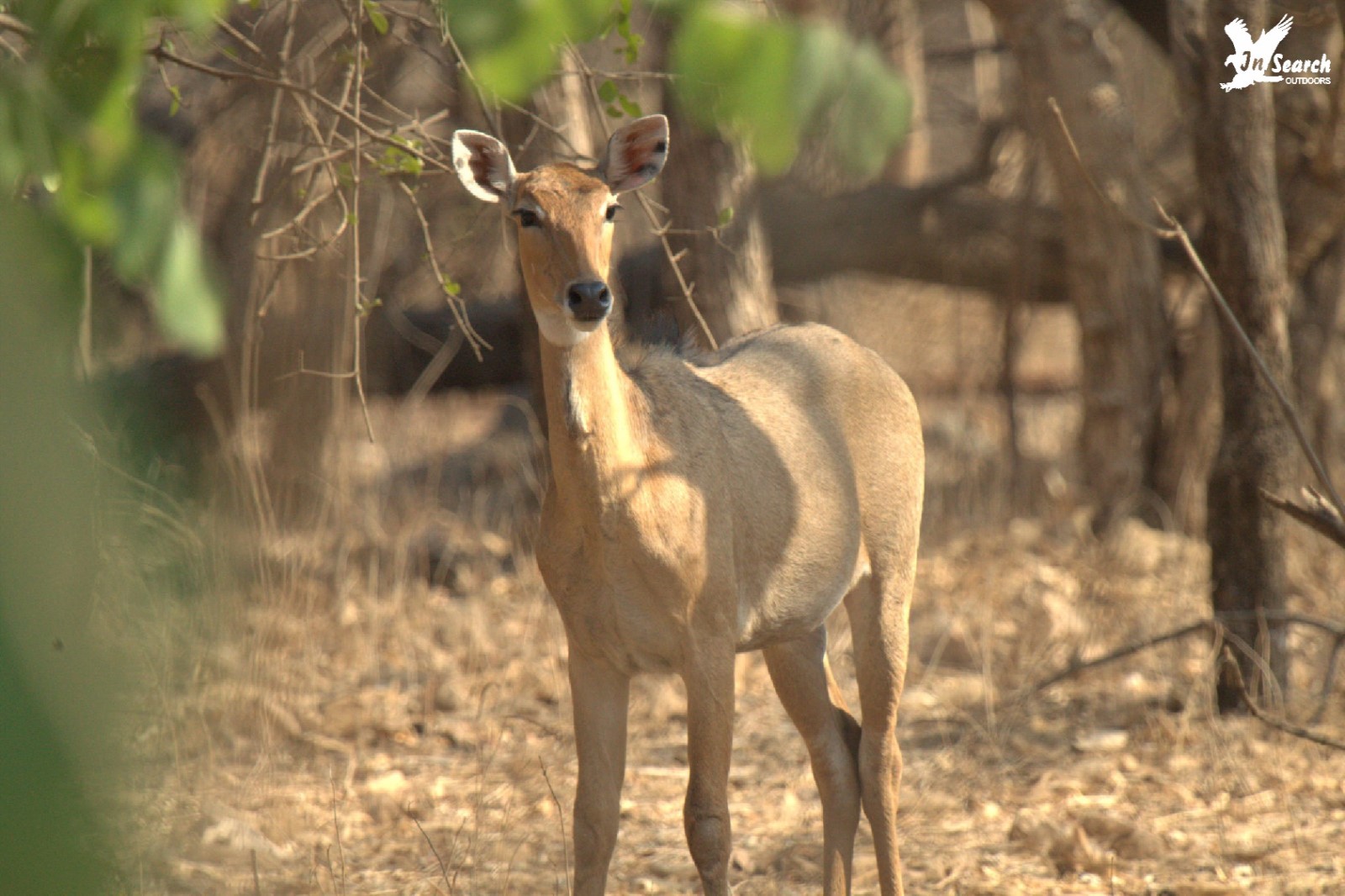 Nilgai