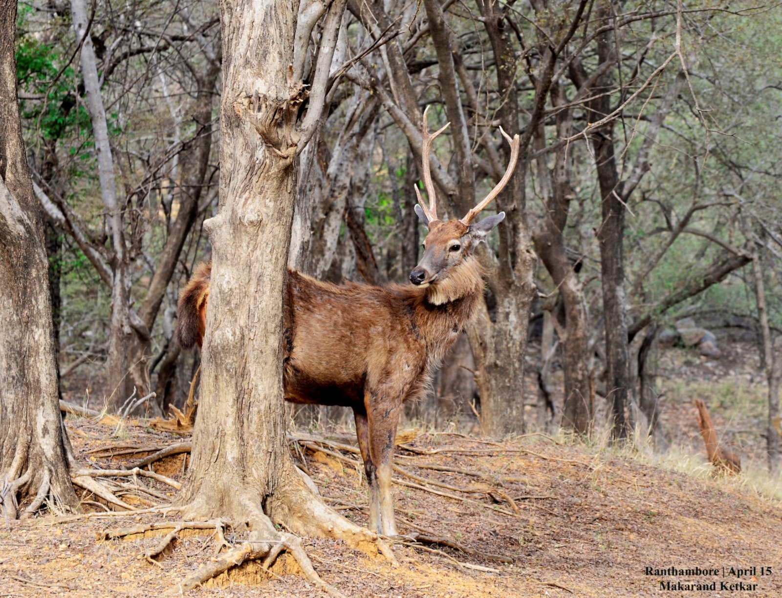 Sambar