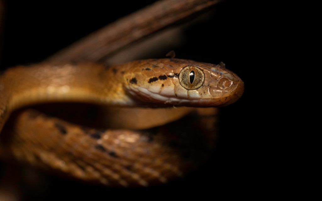 Common Cat Snake